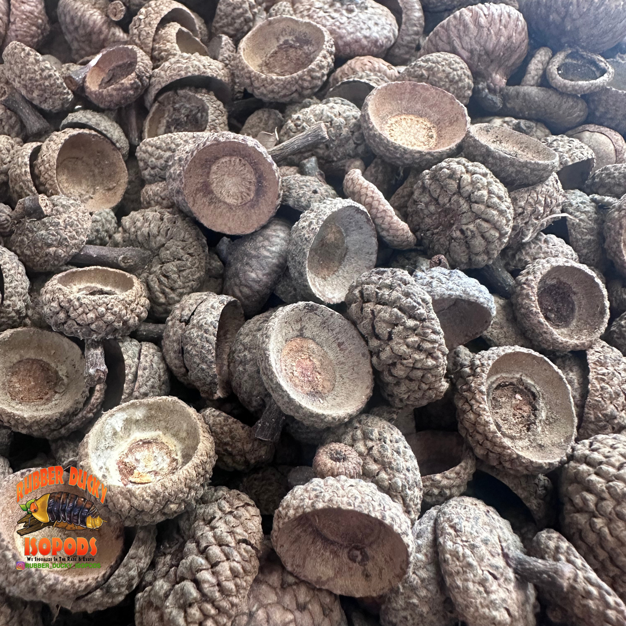 Acorn Caps | Natural Isopod Hides for Terrariums & Bioactive Decor