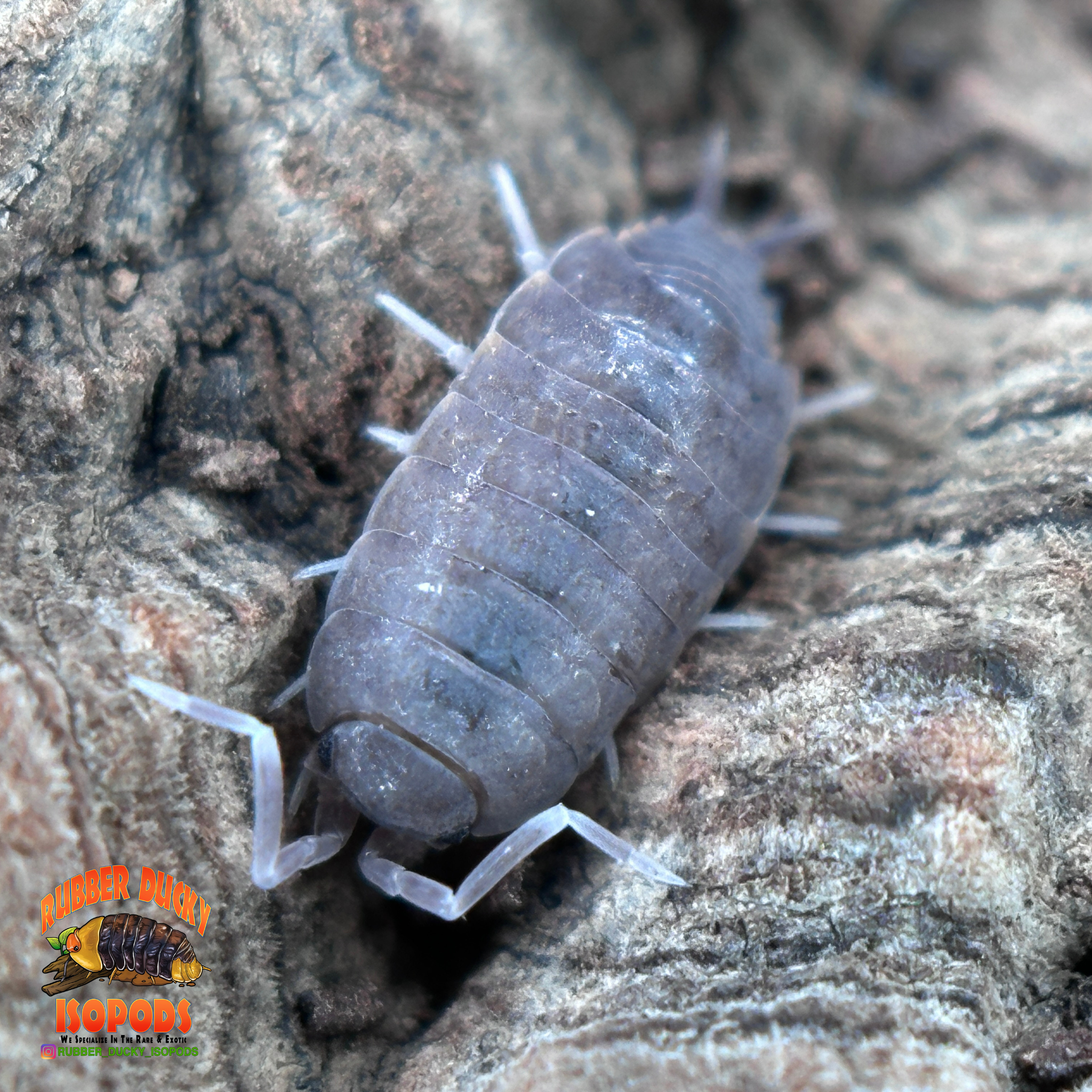 Powder Blue Isopods – Adults Only, Fast-Breeding Bioactive Crew