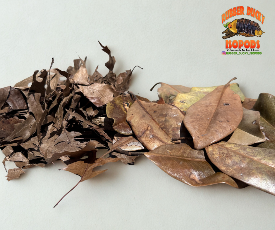 Mixed Leaf Litter | Magnolia & Pin Oak | 1 or 2 Gallons