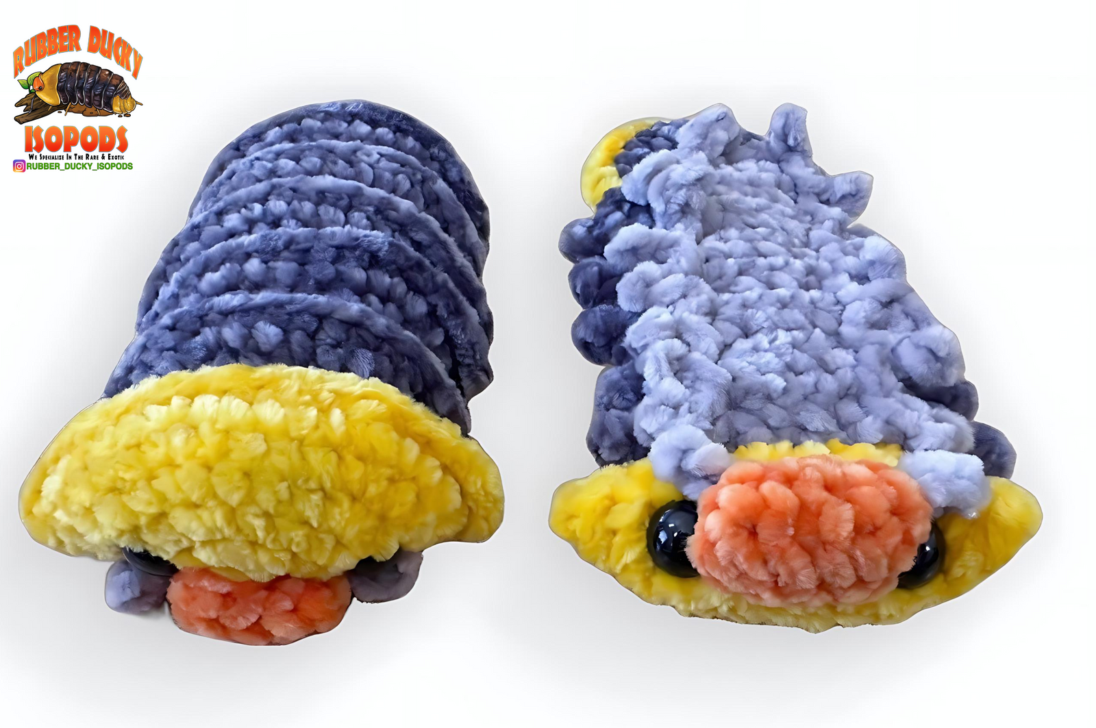 Rubber Ducky Isopods... We Specialize In The Rare & Exotic (Den...