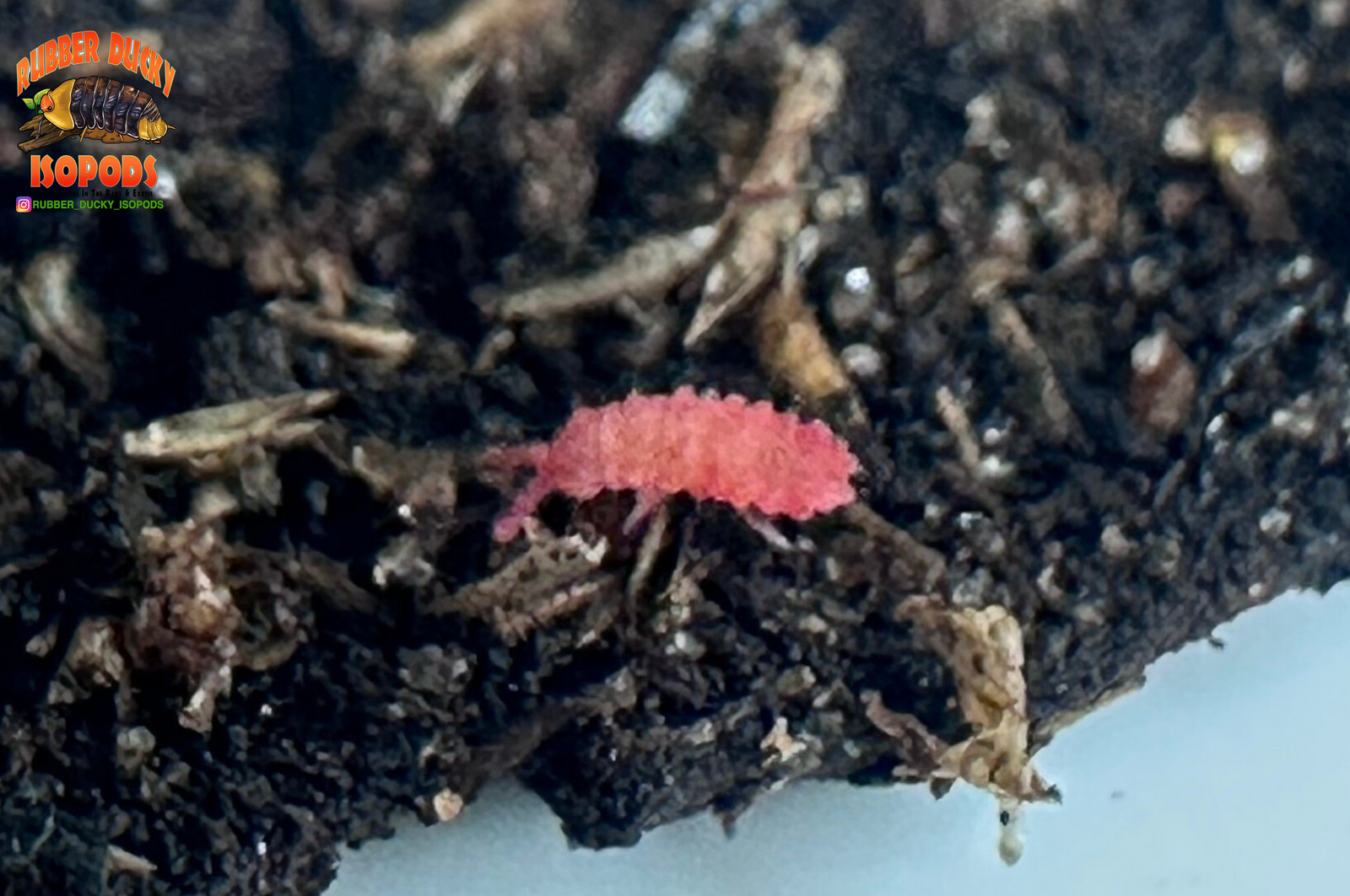 "Thai Red Springtails" BRIGHT Red Designer Springtails (L...