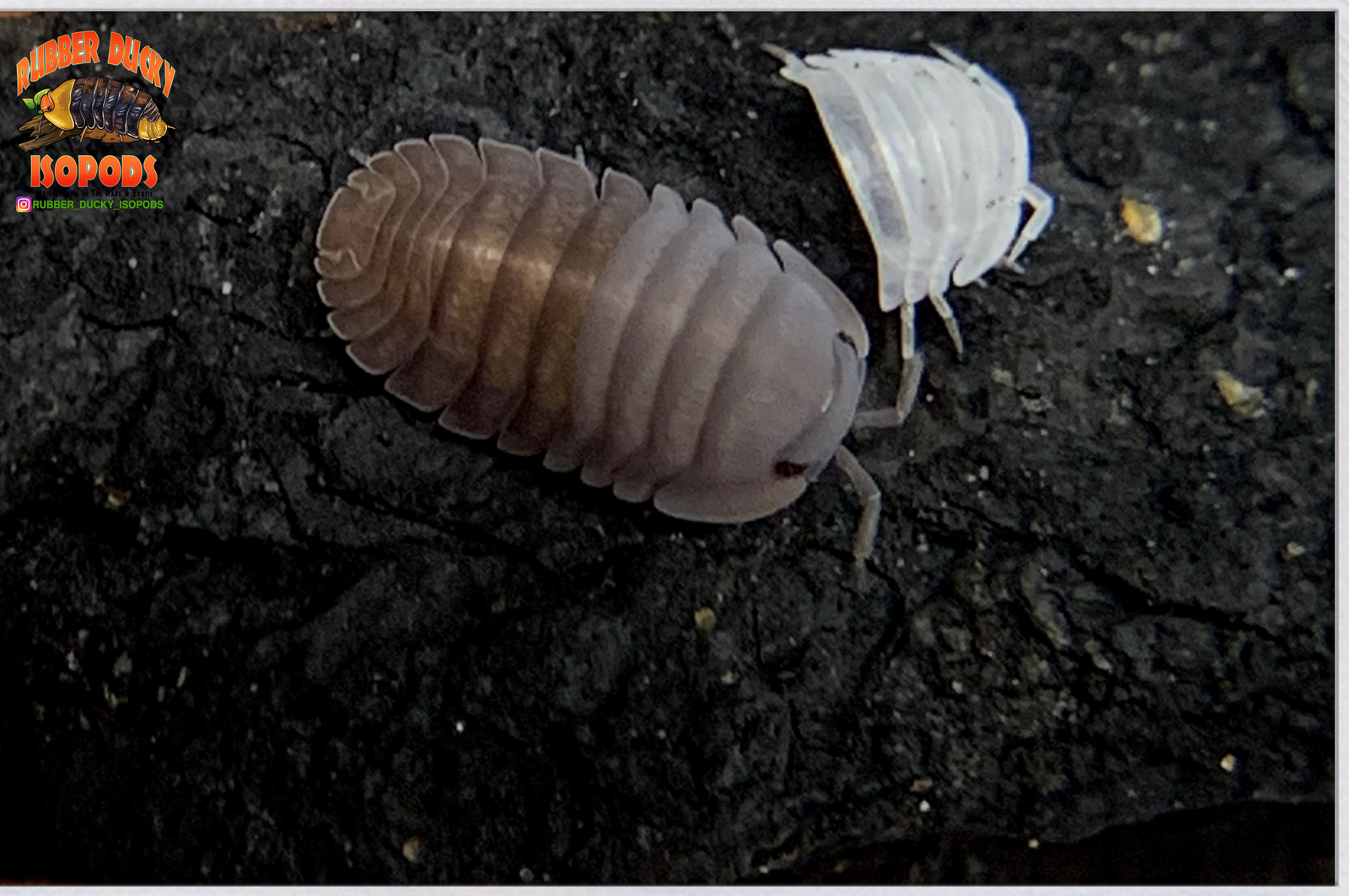 "Black Evil" WORLDWIDE ULTRA Rare Exotic Isopods (Cubaris...