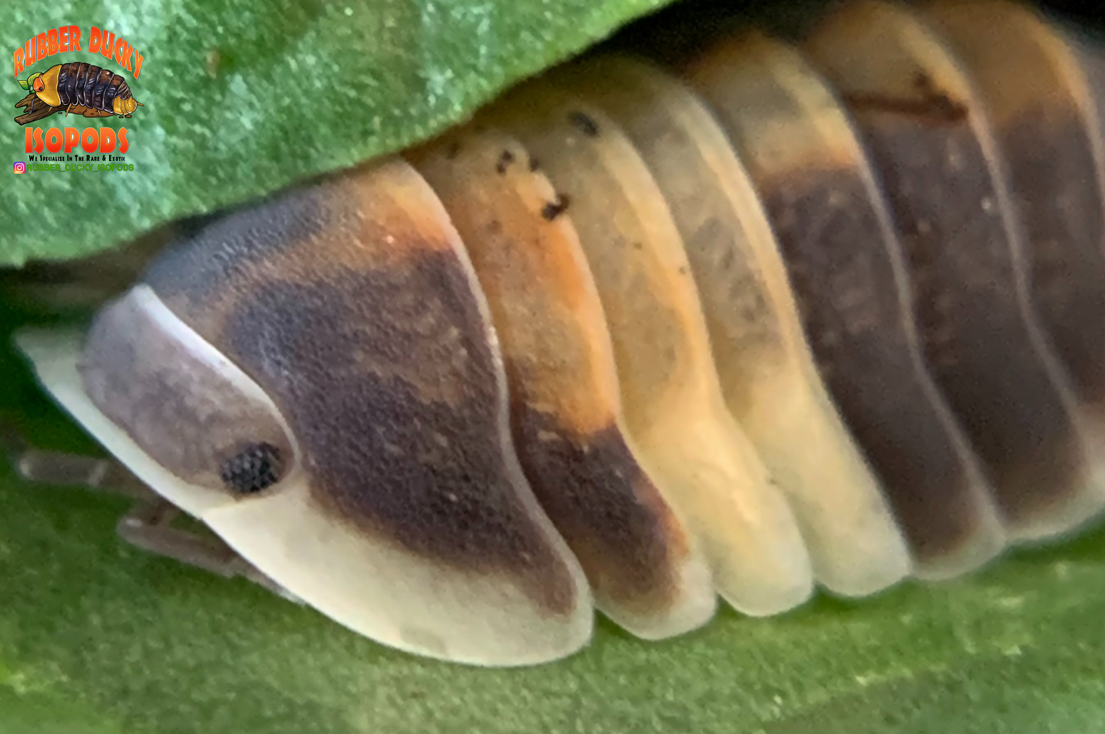 "Cappuccino" Bright High End Designer Isopods (Cubaris sp...