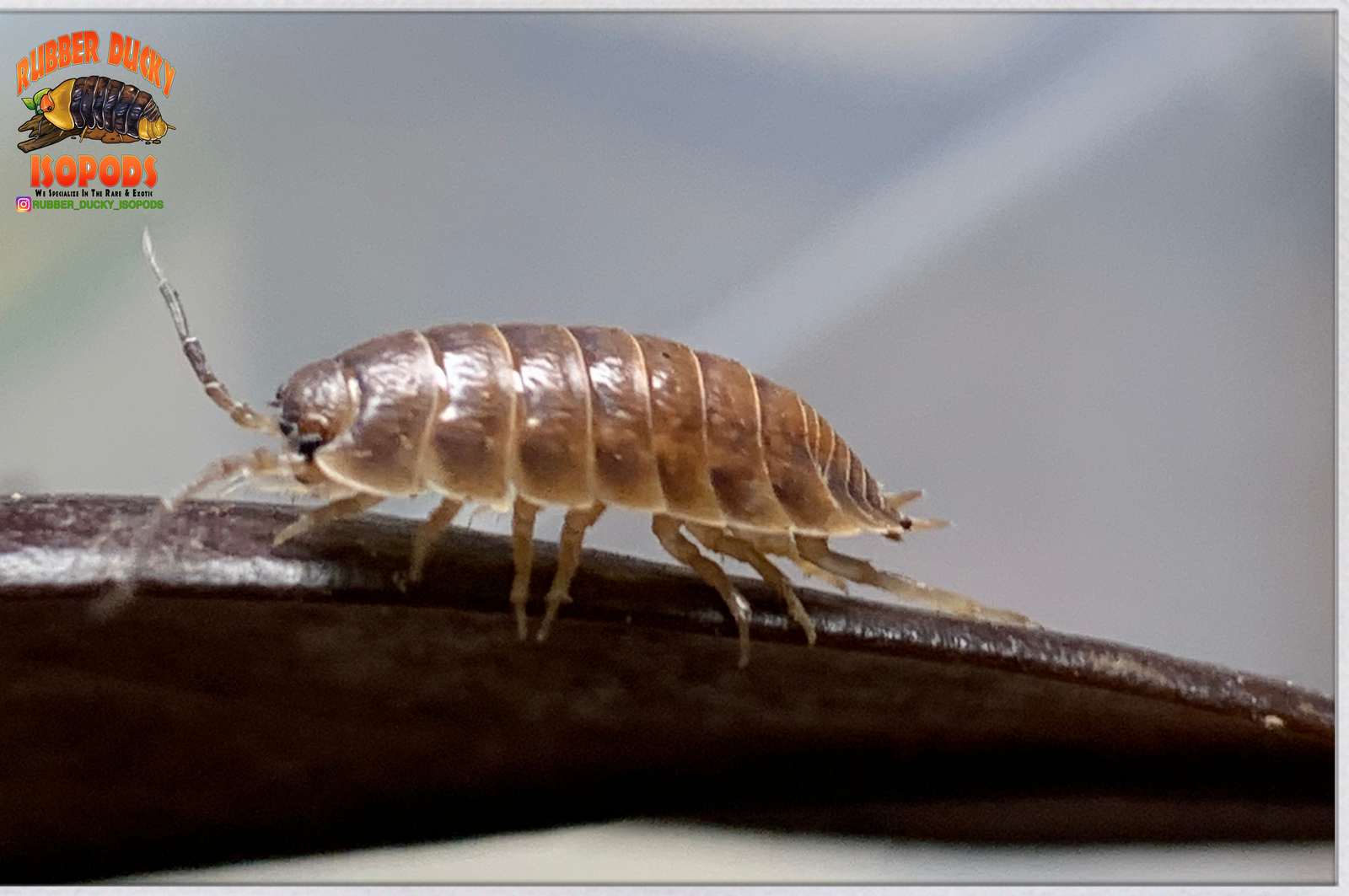 "Caramel" Reptile Feeder Isopods (Porcellio laevis) 10-25...