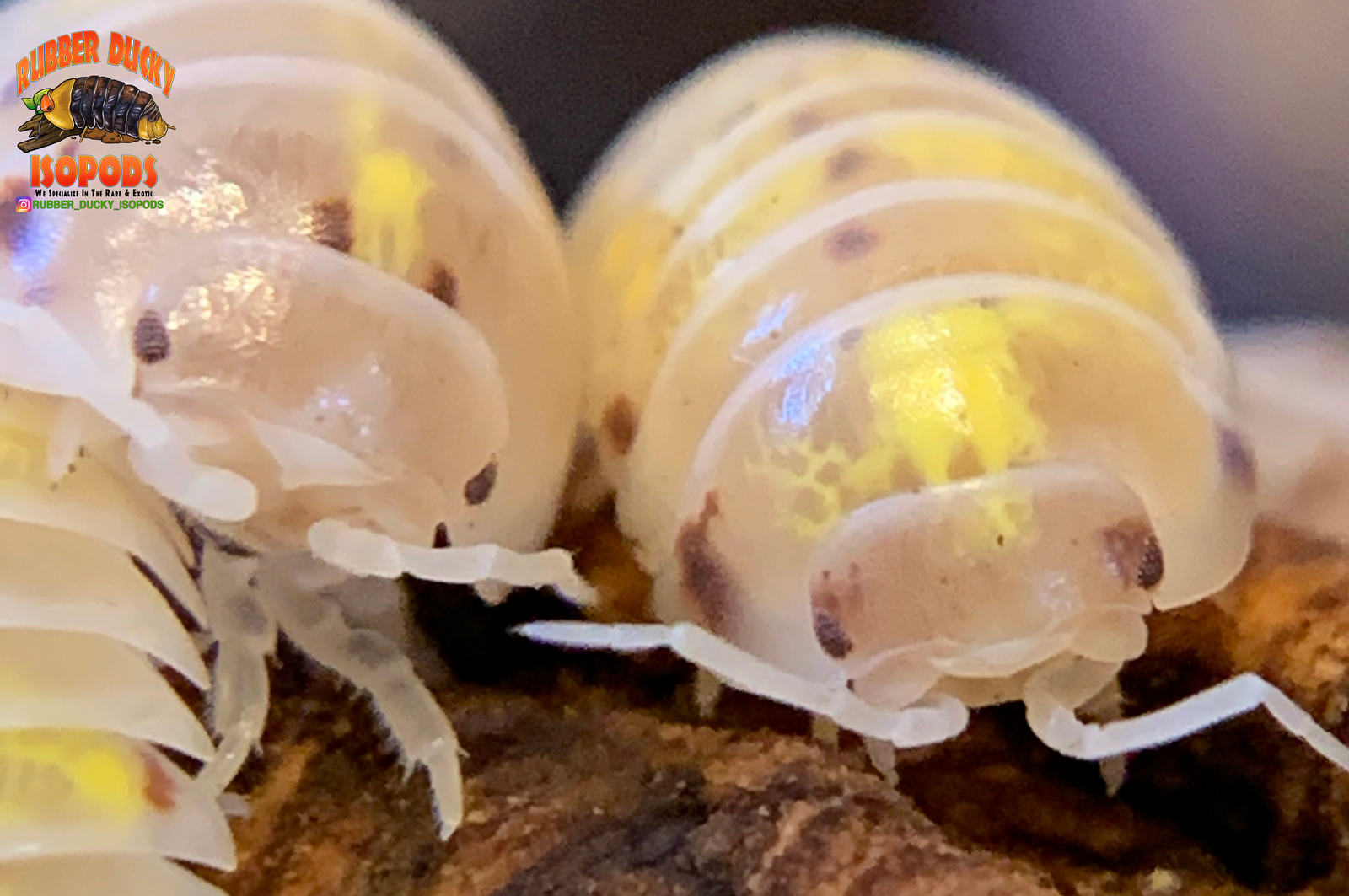 "Magic Potion" Isopods "American Line" (Armadil...