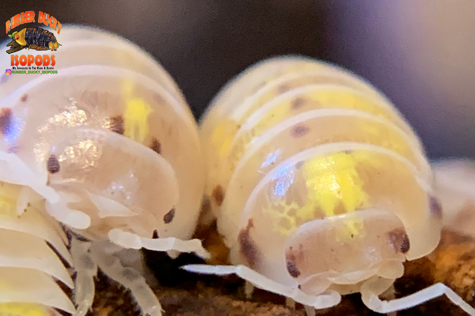 "Magic Potion" Isopods "American Line" (Armadil...