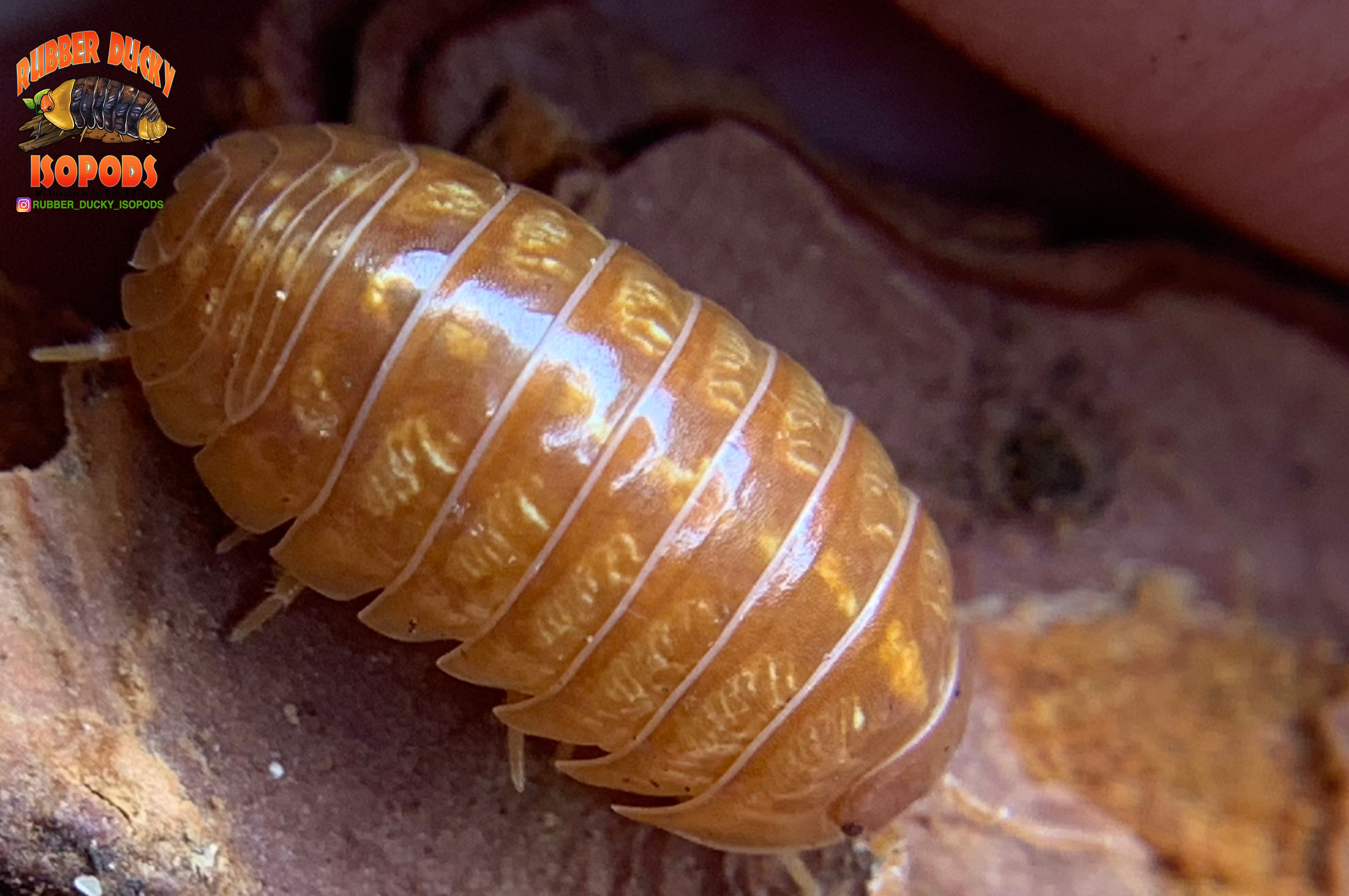 "Orange Vigor" Isopods "Mediterranean" (Armadil...