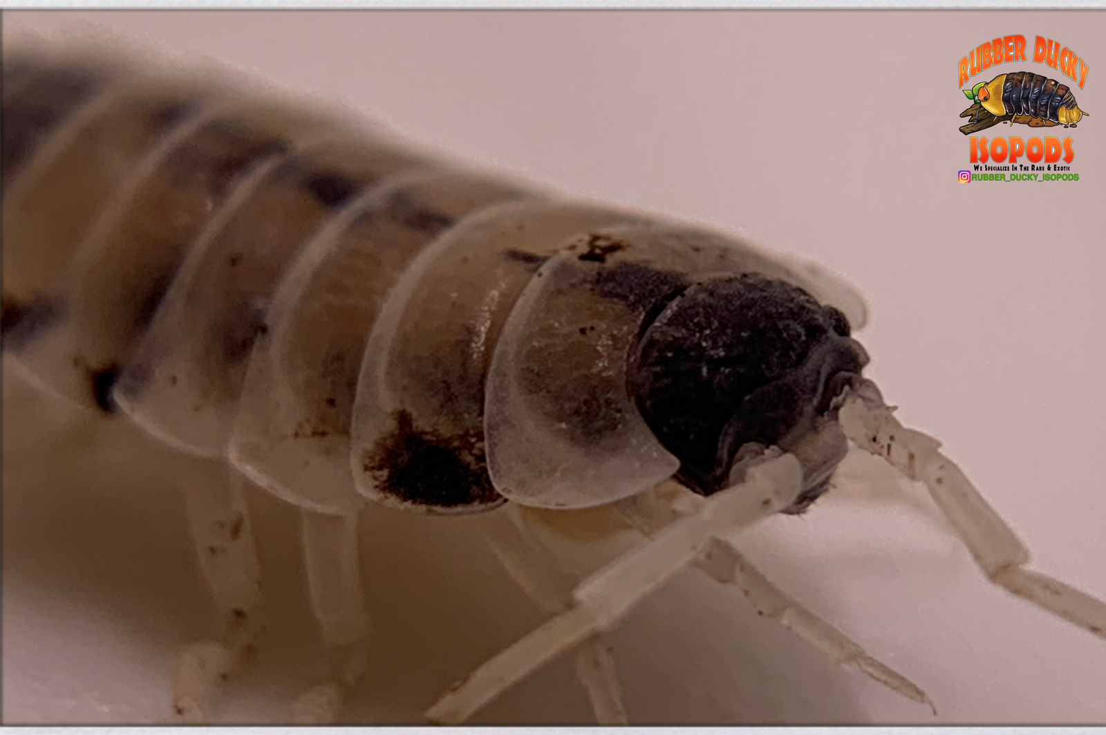 "Oreo Crumbles" Feeder Isopods (Porcellionides pruinosus)...