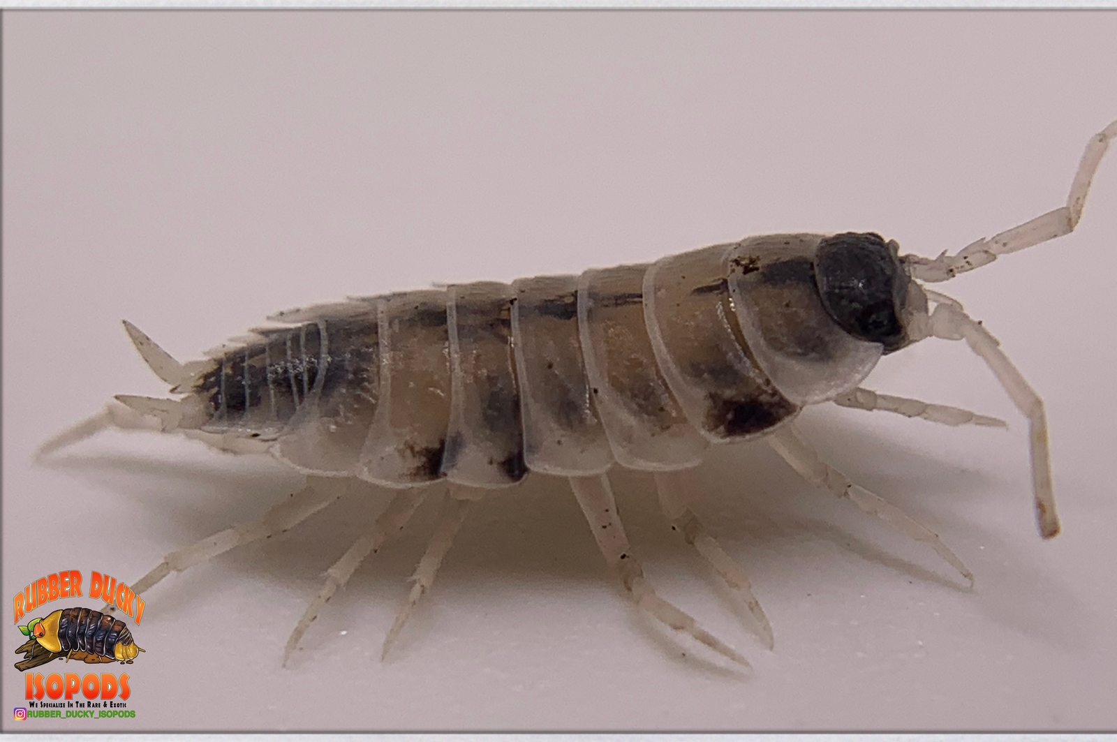 "Oreo Crumbles" Feeder Isopods (Porcellionides pruinosus)...