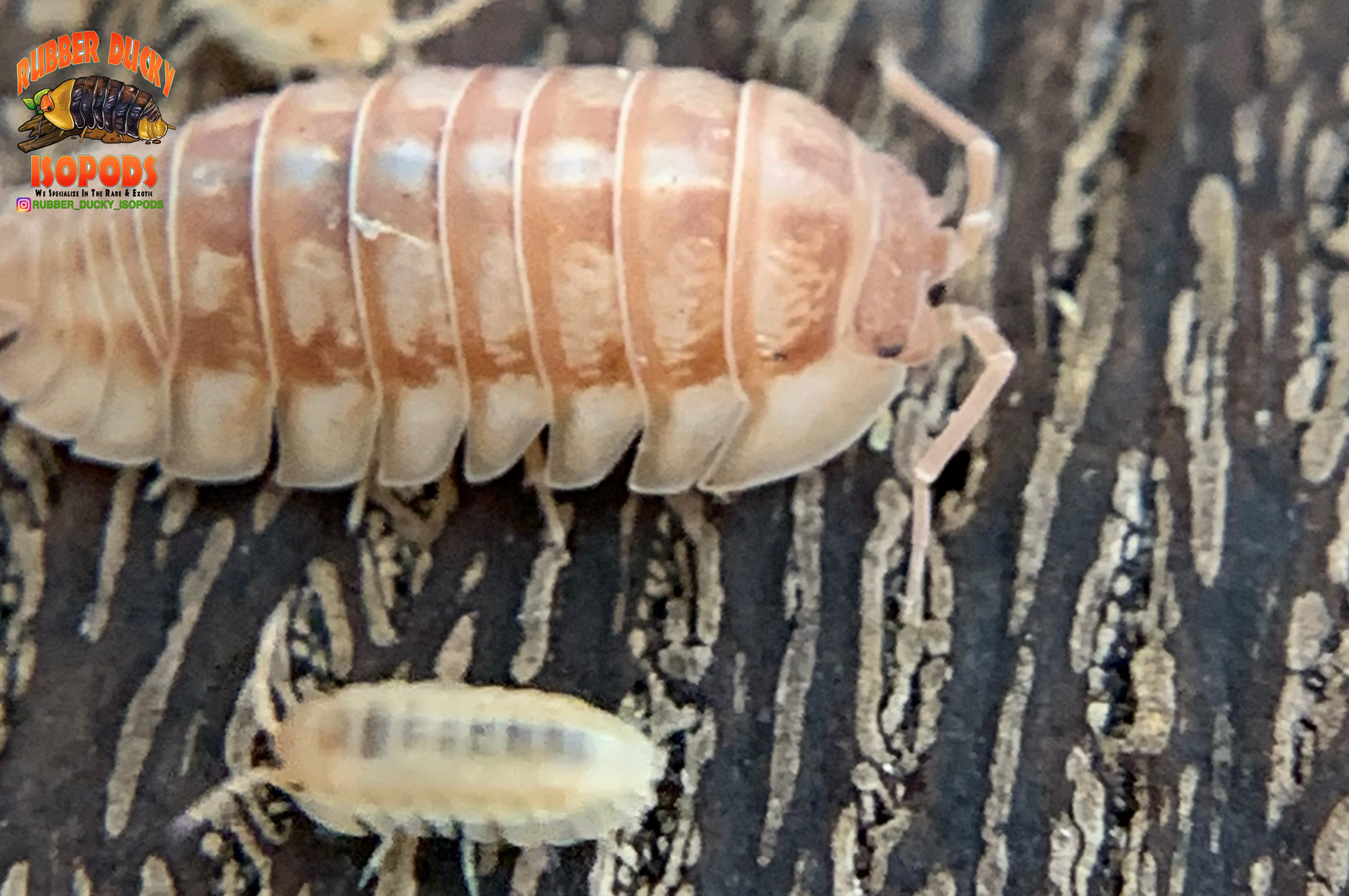 "Peach" PERFECT Beginner Isopods (Armadillidium nasatum)
