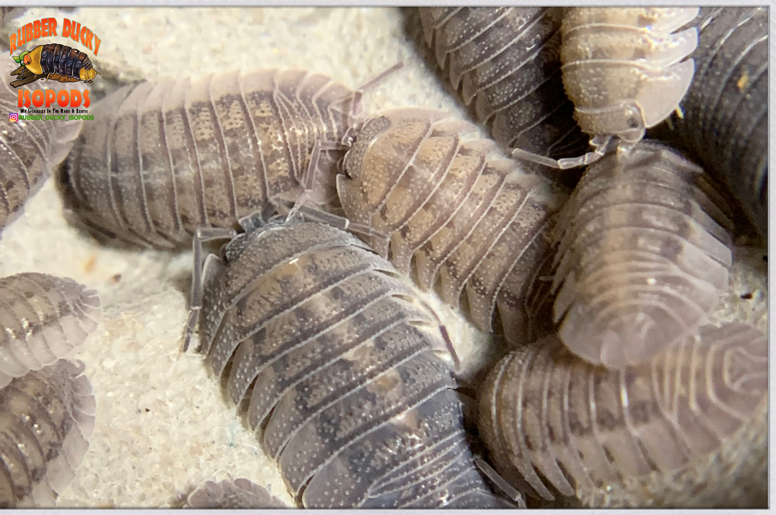 "Peraccae" Easy To Breed Starter Isopods (Armadillidium)