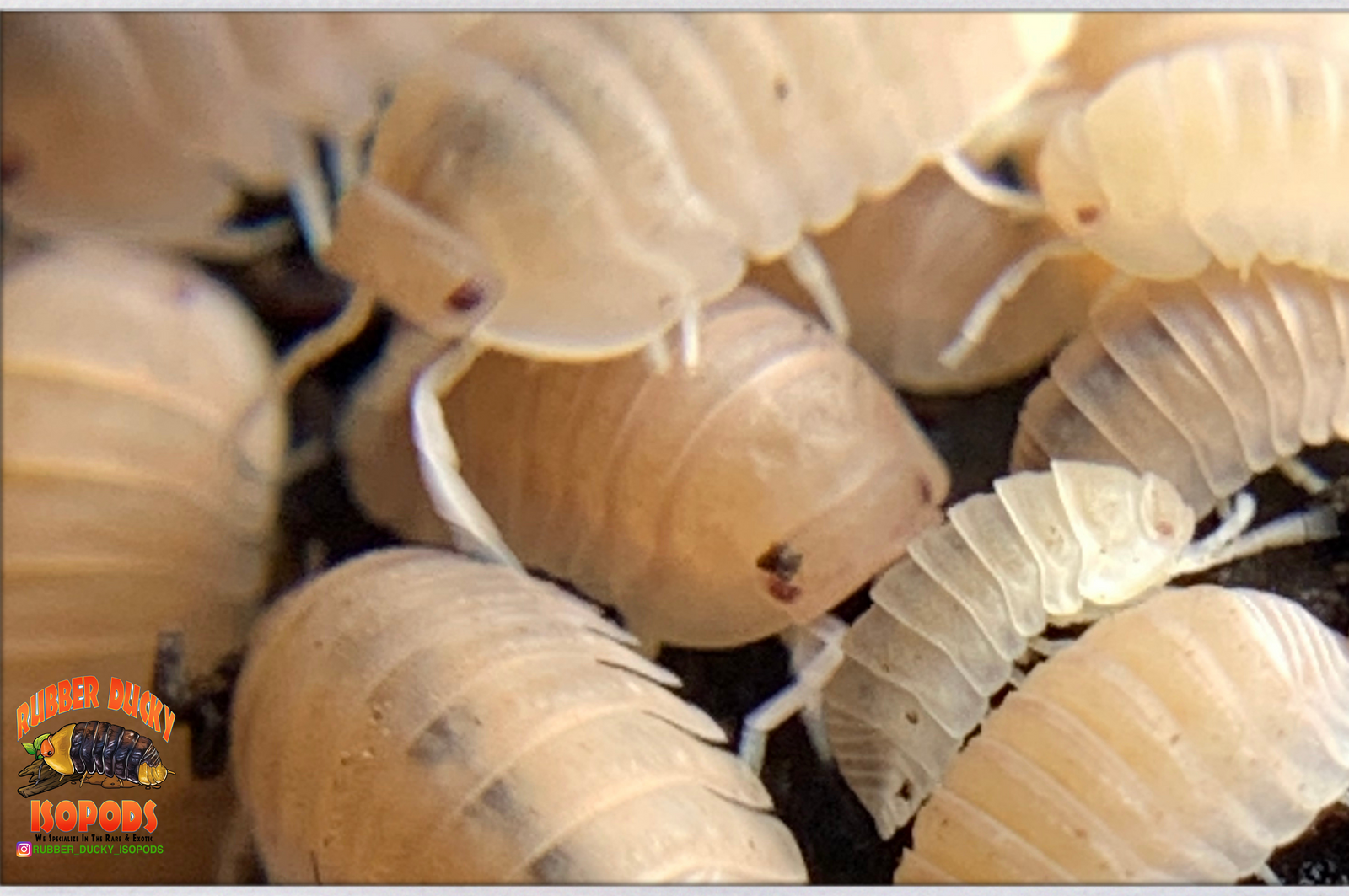 "Papaya" Pretty Soft Pink Isopods (Cubaris murina) 10 Count