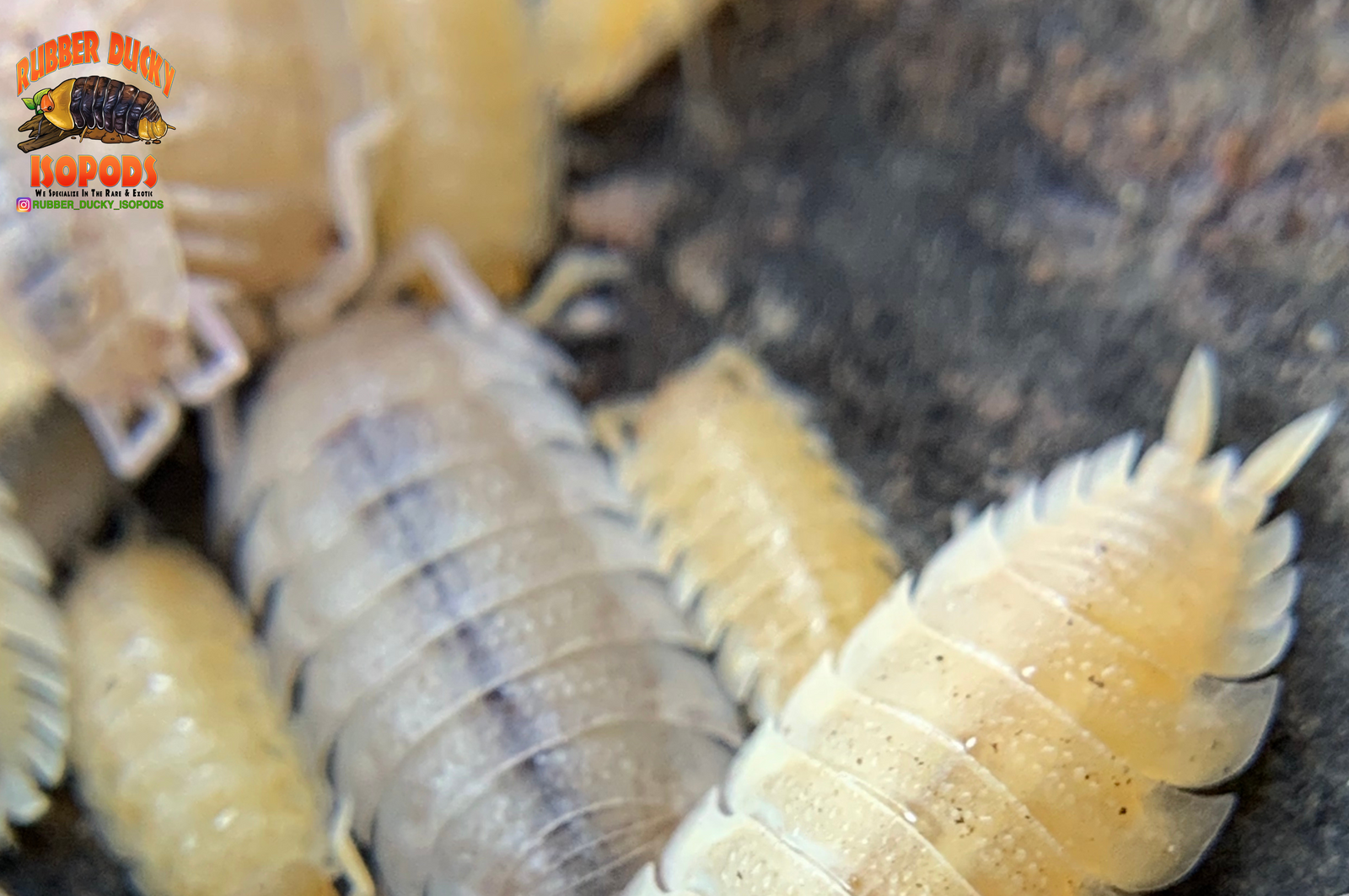 "Yellow Snow" Unique Clean Up Crew Isopods (Porcellio sca...