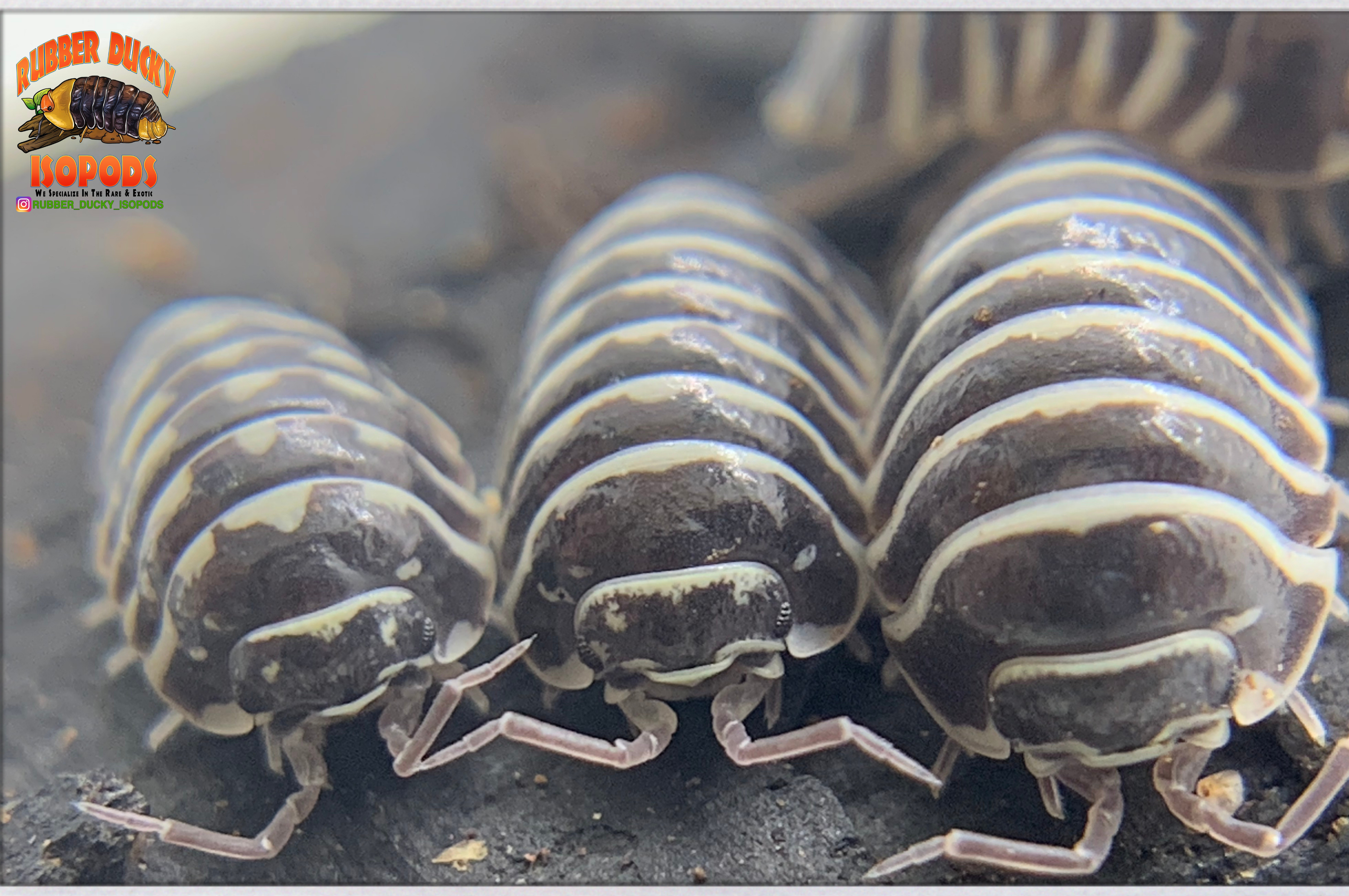 "Zebra" Fan Favorite Isopods (Armadillidium maculatum) 10...